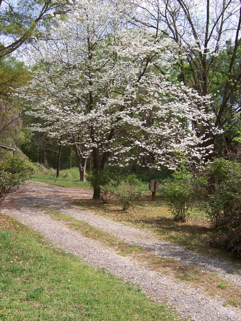 Legends of the Dogwood | Dogwood Garden Club